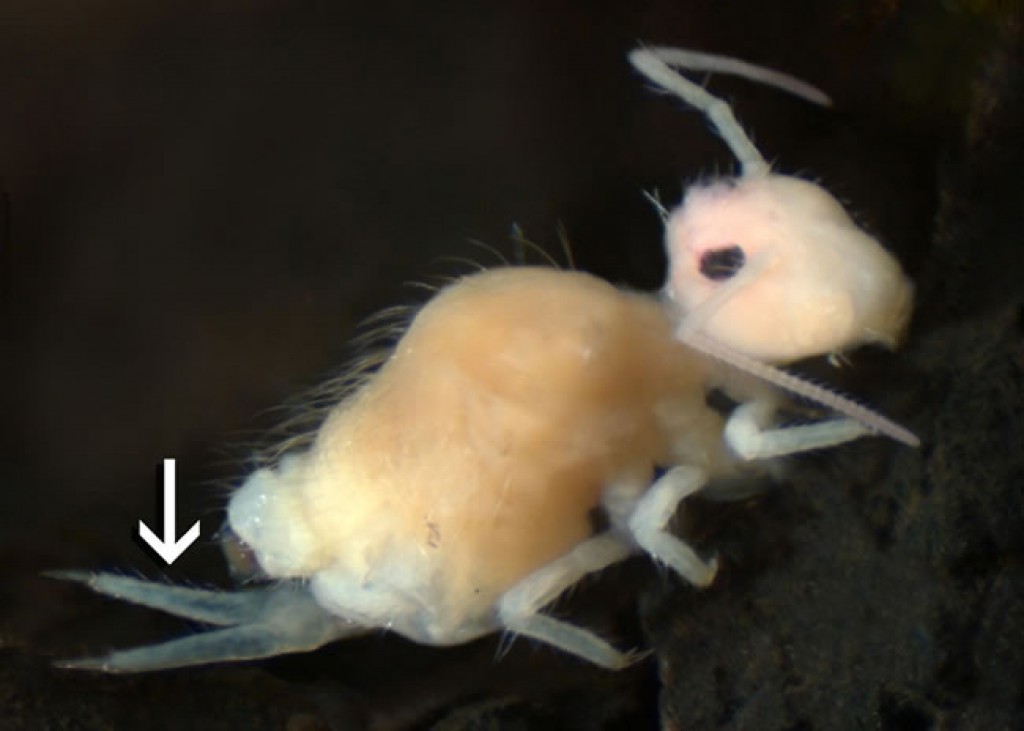 Springtails (Collembola) » Manaaki Whenua