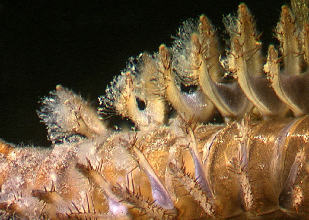 Spiny gilled mayfly (Coloburiscus) » Manaaki Whenua