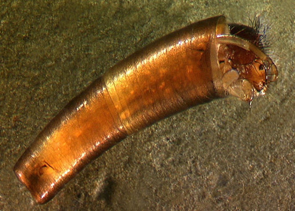 Smooth cased caddis (Confluens) » Manaaki Whenua