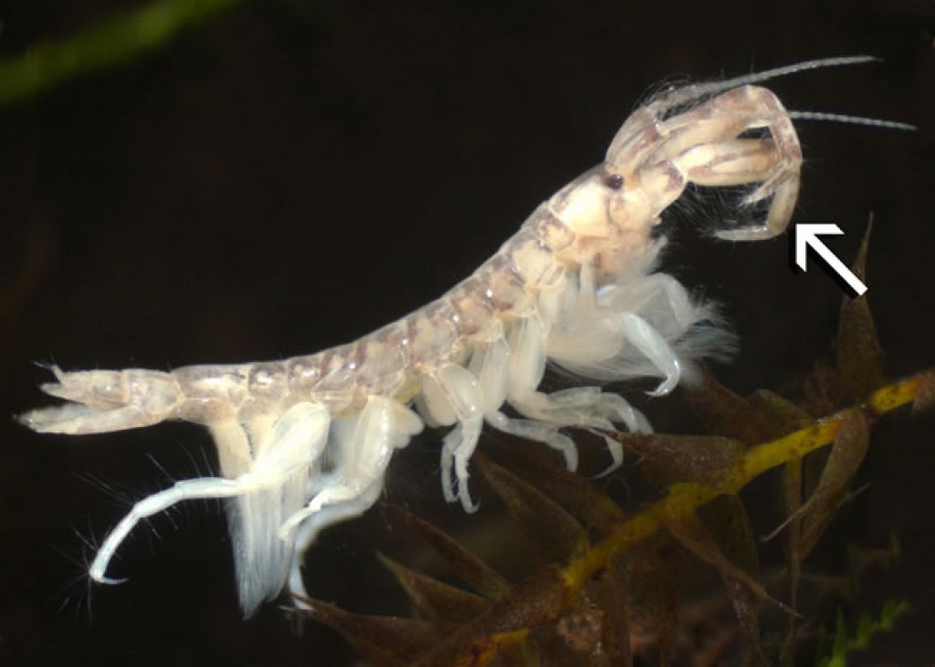 Amphipods (Corophium) » Manaaki Whenua
