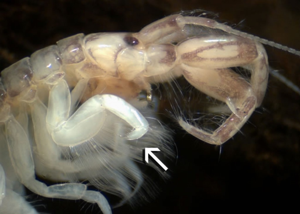 Amphipods (Corophium) » Manaaki Whenua