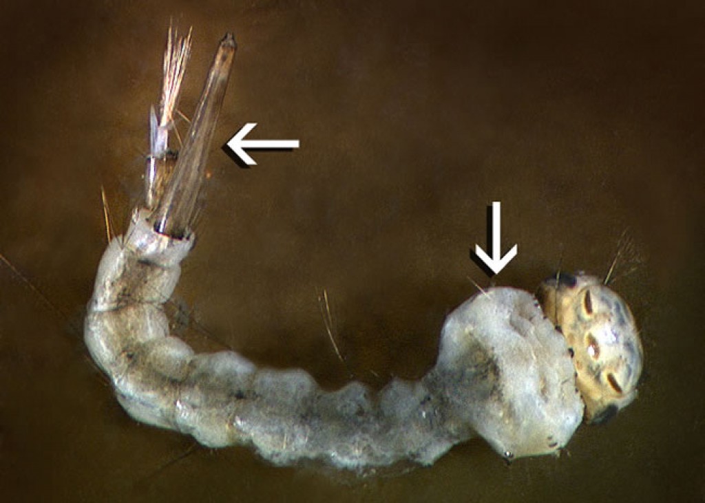 Culicidae Larvae