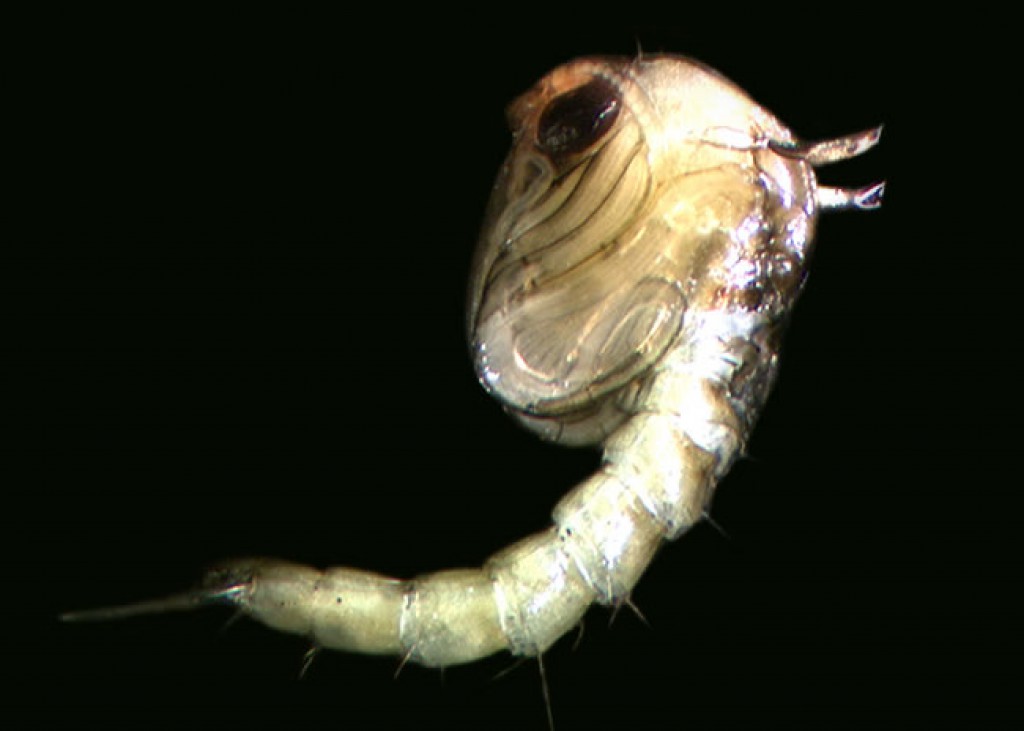 Culicidae Larvae