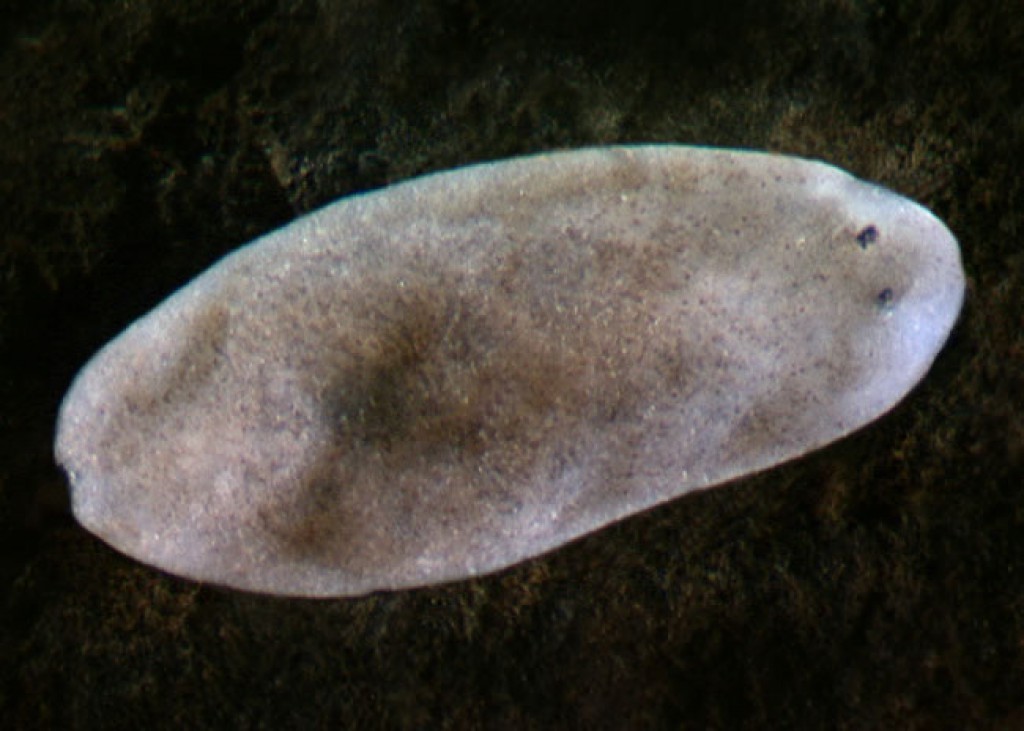 Flatworms (Cura) » Manaaki Whenua