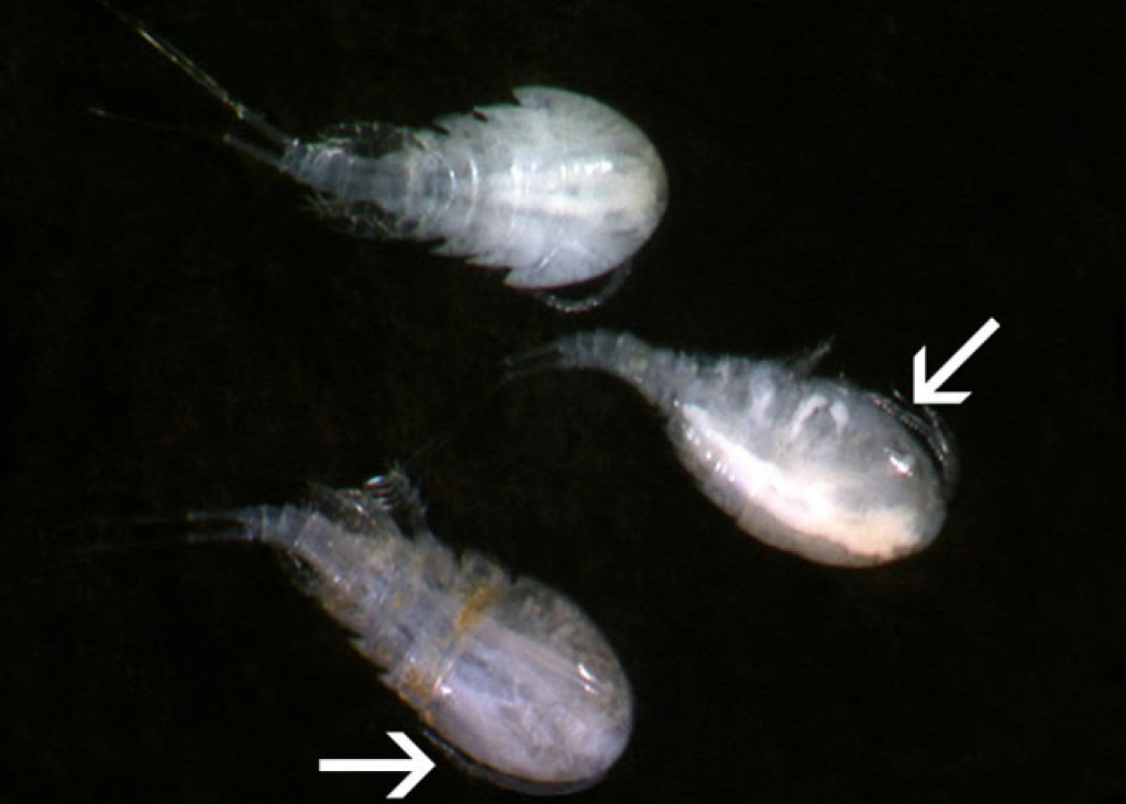 Freshwater Copepods