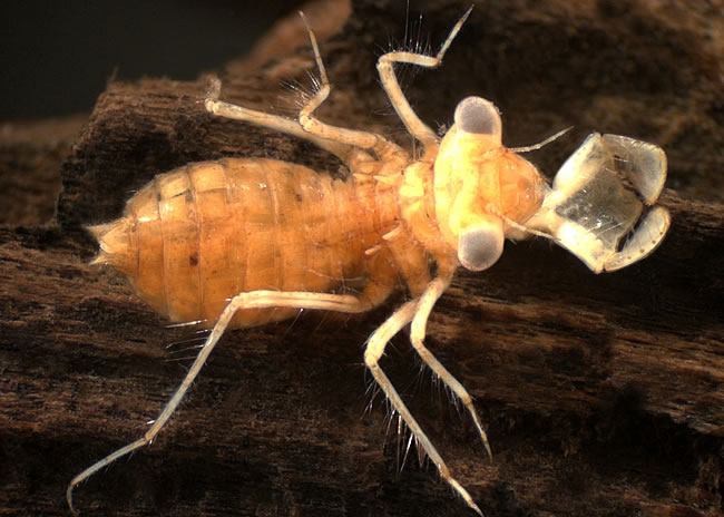 libellulidae larvae diet