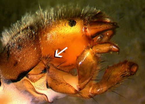 Net-building caddis (Diplectrona) » Manaaki Whenua