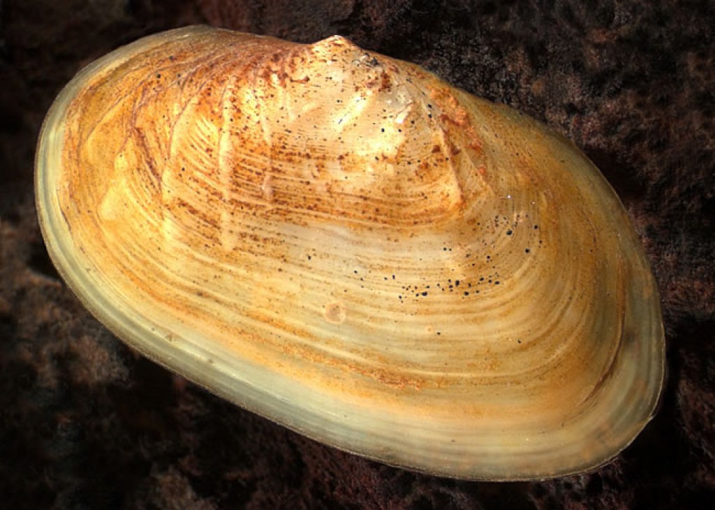 Mussel (Echyridella) » Manaaki Whenua