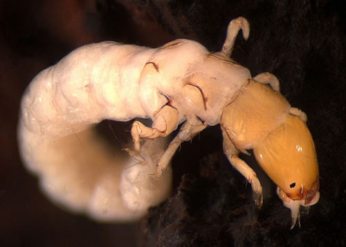 Free-living caddis (Ecnomina) » Manaaki Whenua