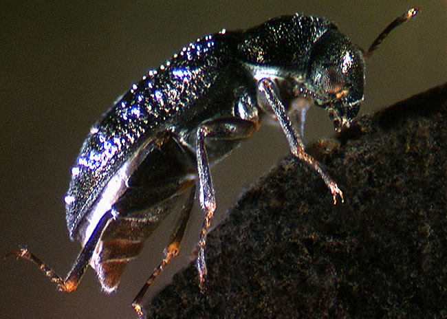 Riffle beetles (Elmidae) » Manaaki Whenua