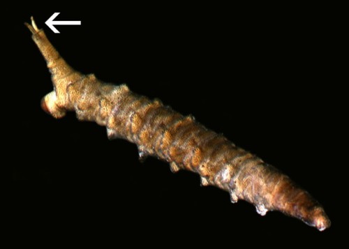 Shore flies (Ephydridae) » Manaaki Whenua