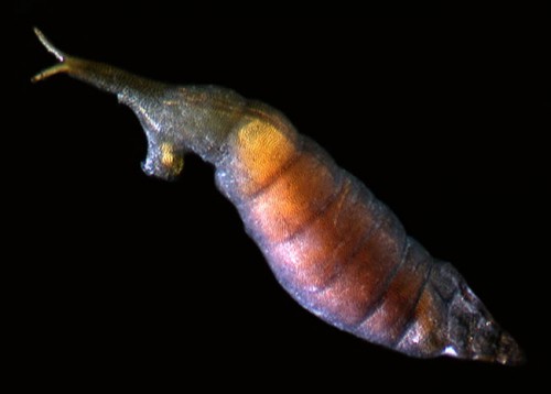 Shore flies (Ephydridae) » Manaaki Whenua