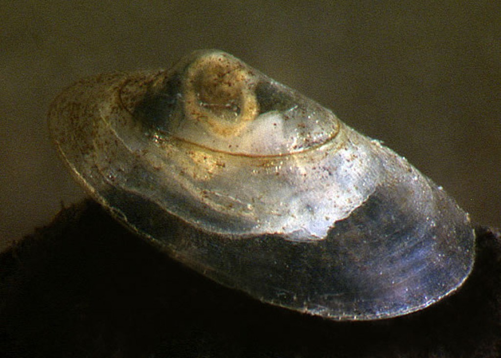 Limpets (Ferrissia) » Manaaki Whenua