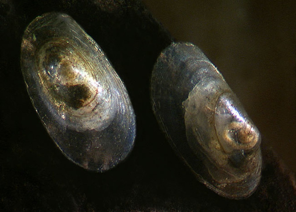 Limpets (Ferrissia) » Manaaki Whenua
