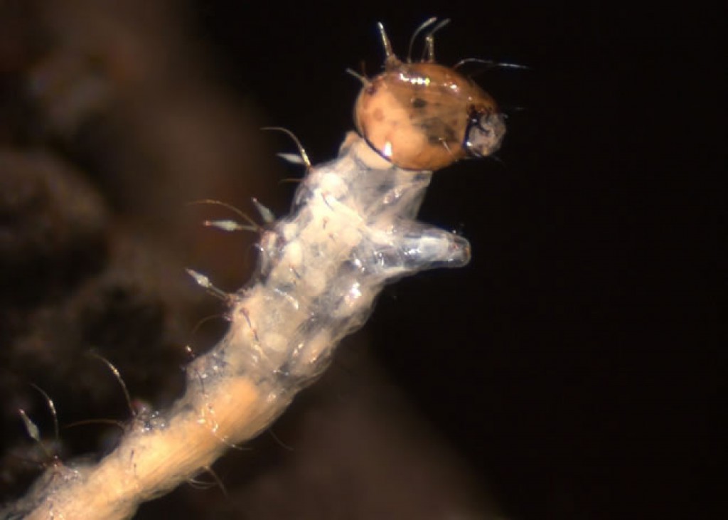 midge fly larvae bite