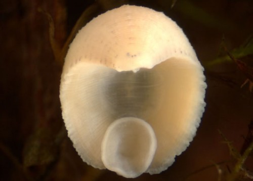 Leeches (Glossiphoniidae) » Manaaki Whenua