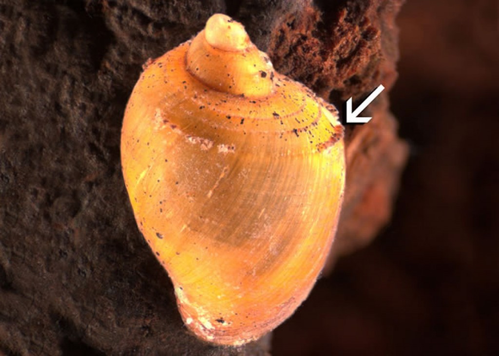 Snail (Glyptophysa) » Manaaki Whenua
