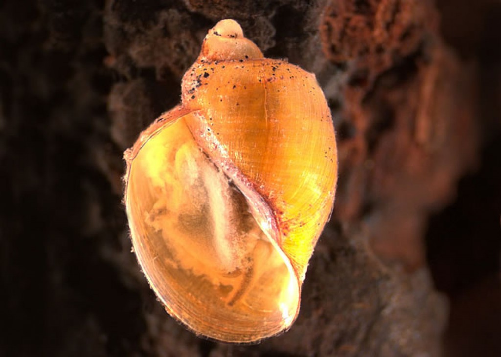 Snail (Glyptophysa) » Manaaki Whenua