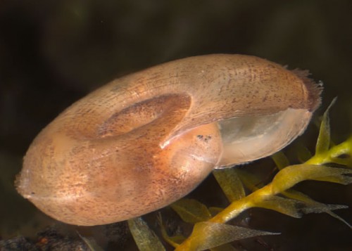 Snail (Gyraulus) » Manaaki Whenua