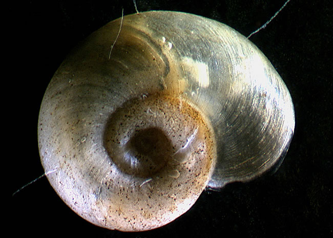 Snail (Gyraulus) » Manaaki Whenua