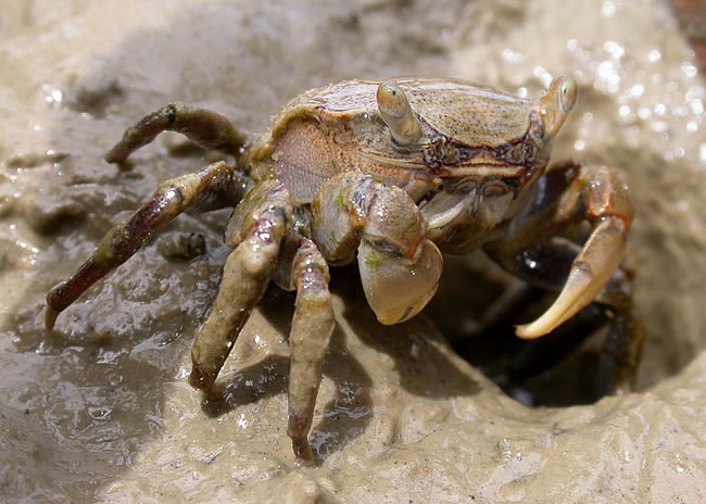 Estuarine mud crabs (Helice) » Manaaki Whenua