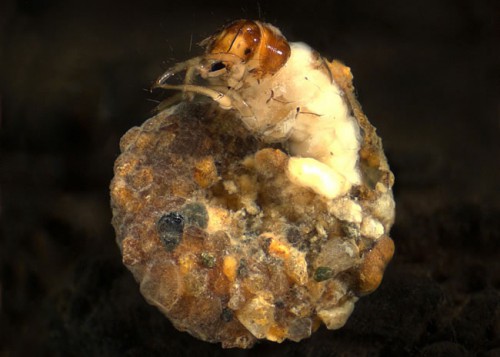 Spiral cased caddis (Helicopsyche) » Manaaki Whenua