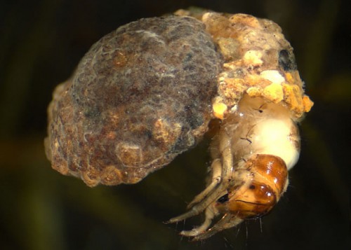 Spiral cased caddis (Helicopsyche) » Manaaki Whenua
