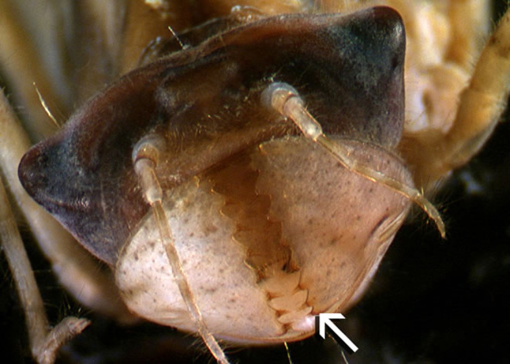 Dragonfly Larvae Mouth