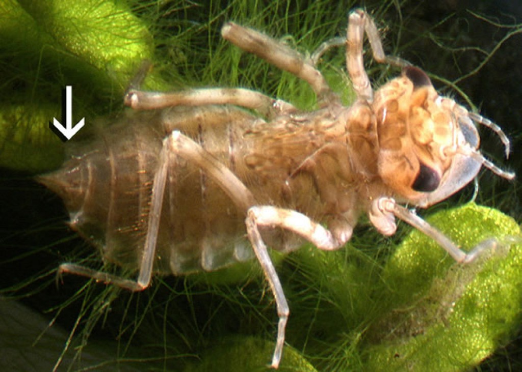 Corduliidae Larvae