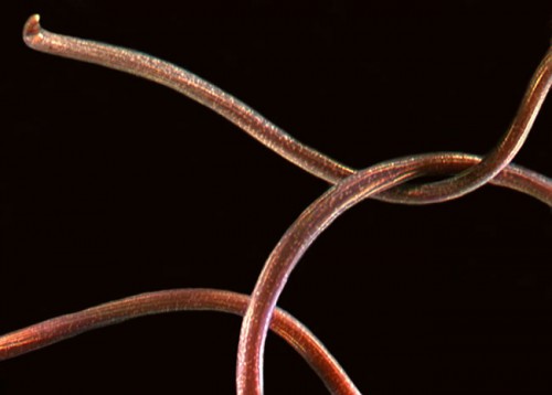Horse hair (or Gordian) worms (Nematomorpha) » Manaaki Whenua