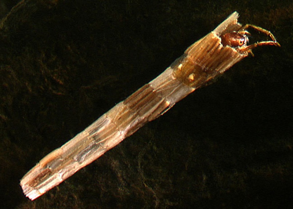 Cased caddisfly (Hudsonema) » Manaaki Whenua