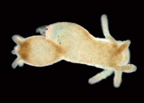 Hydroids (Hydra and Chlorohydra) » Manaaki Whenua