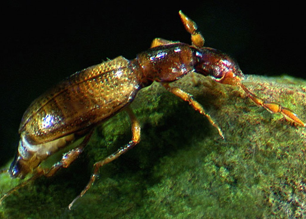 Moss beetles (Hydraenidae) » Manaaki Whenua
