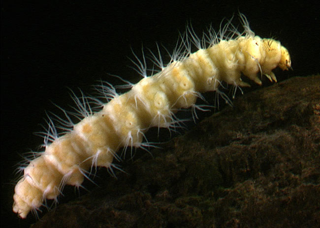 aquatic larve
