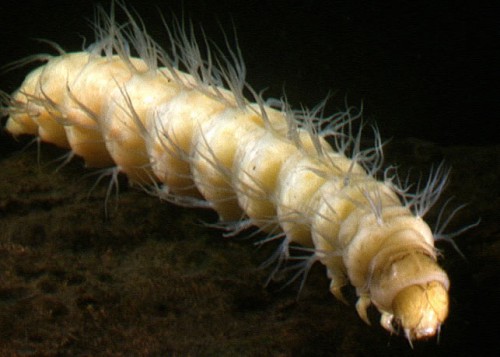 Aquatic caterpillar (Hygraula) » Manaaki Whenua