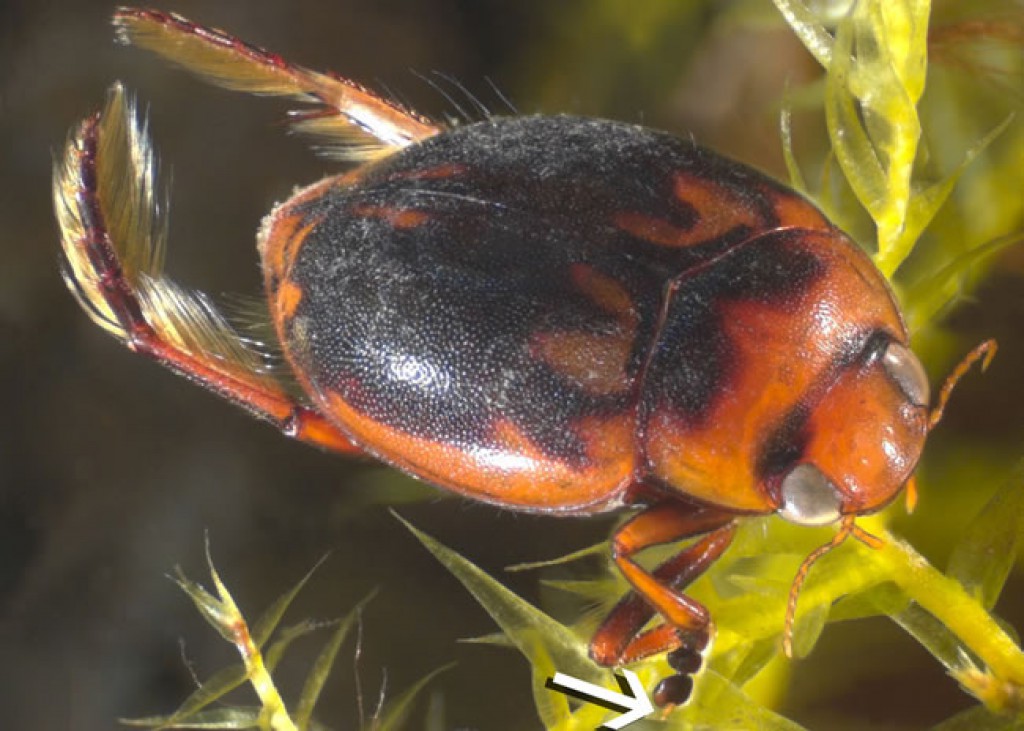 Diving beetle (Hyphydrus) » Manaaki Whenua