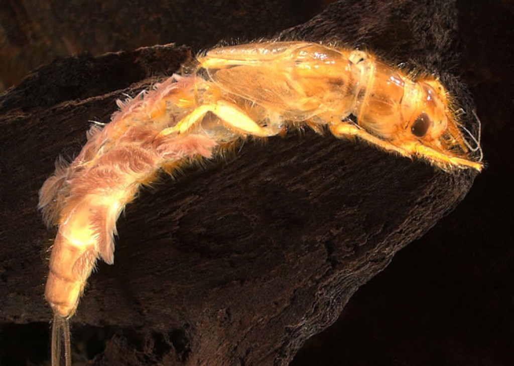 Burrowing mayfly (Ichthybotus) » Manaaki Whenua