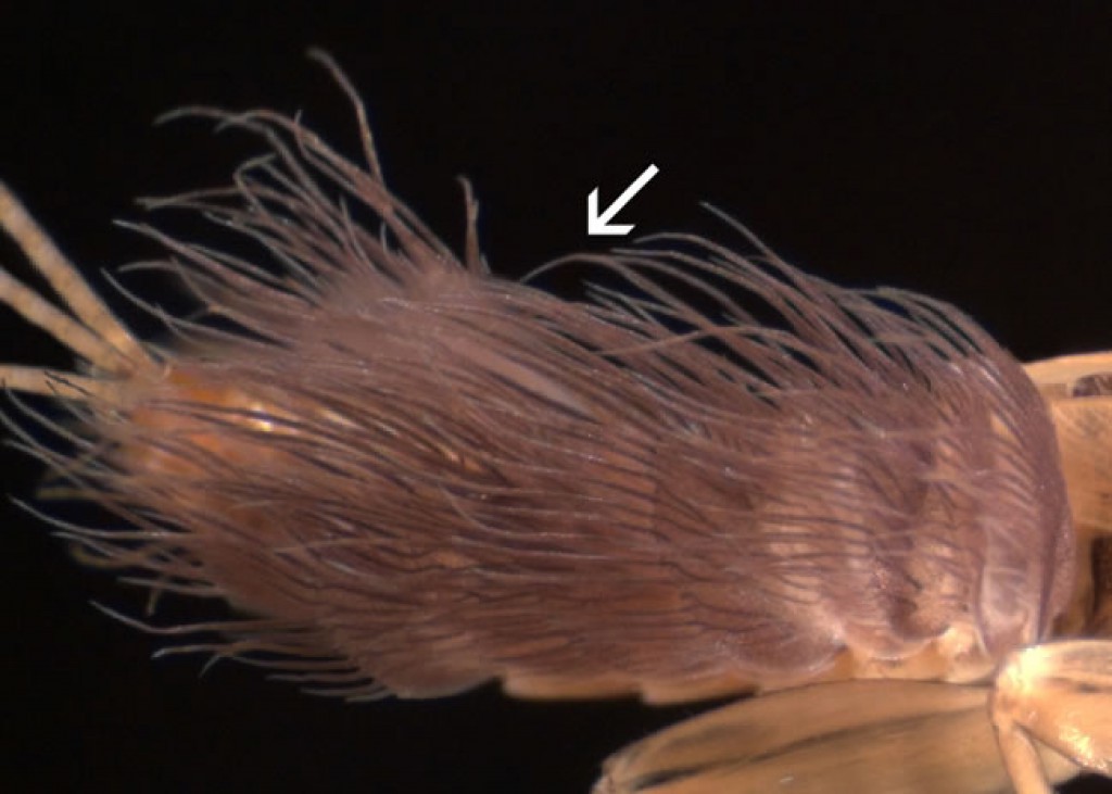 Fringe gilled mayfly (Isothraulus) » Manaaki Whenua