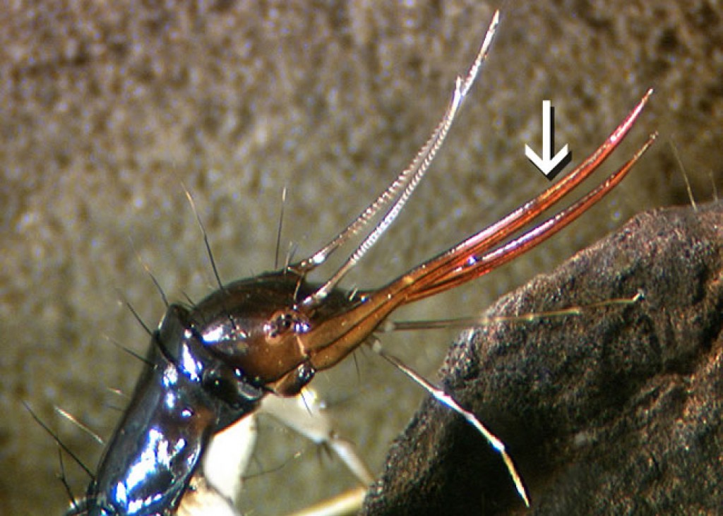 lacewing identification