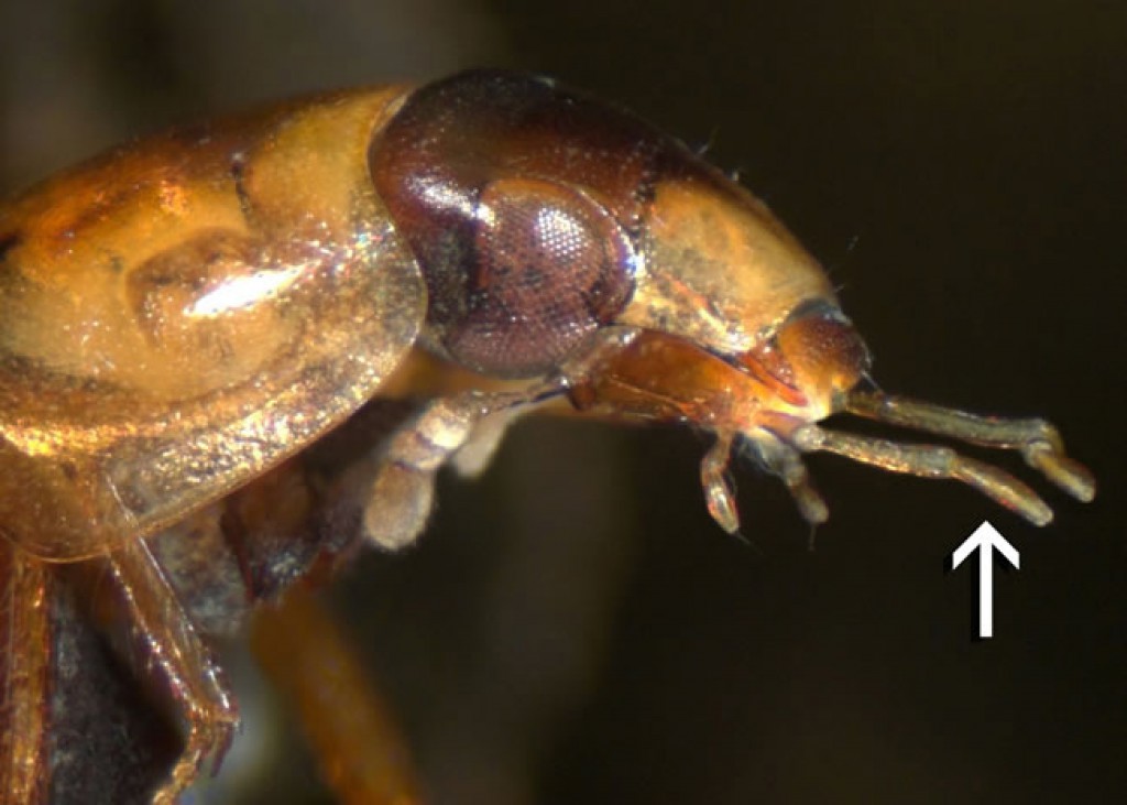 Water scavenger beetle (Laccobius) » Manaaki Whenua