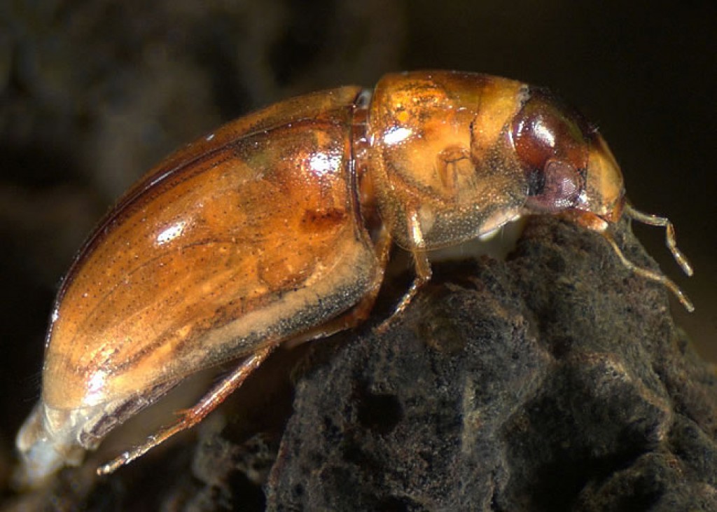 Water scavenger beetle (Laccobius) » Manaaki Whenua
