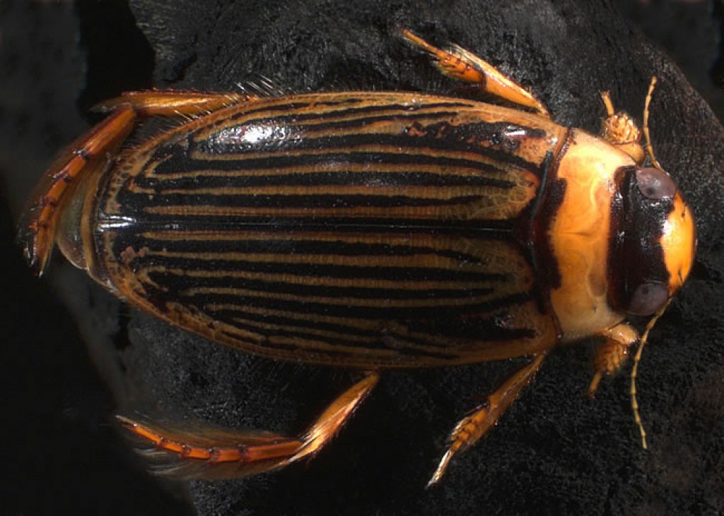 Diving beetle (Lancetes) » Manaaki Whenua