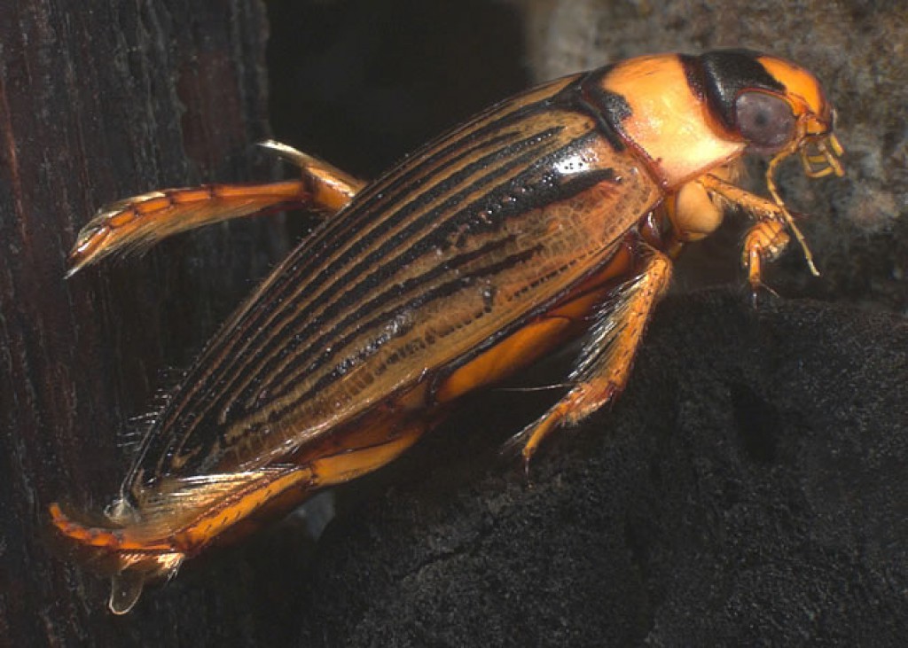 Diving beetle (Lancetes) » Manaaki Whenua