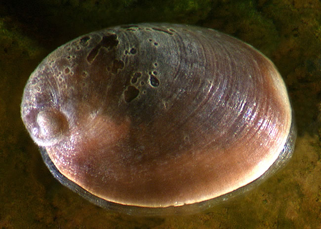 Luminescent limpet (Latia) » Manaaki Whenua