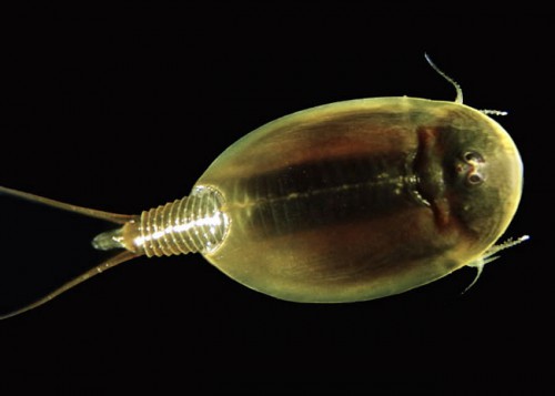 Tadpole shrimps (Lepidurus) » Manaaki Whenua