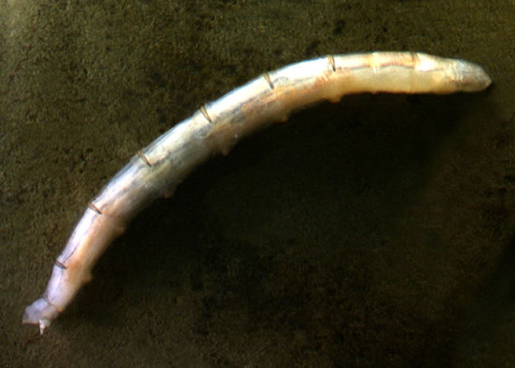 Cranefly (Limonia) » Manaaki Whenua