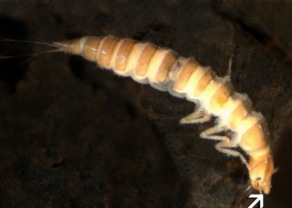 Dytiscidae Larvae Finding “Nosy Tiger's” And Other Oddly Named
