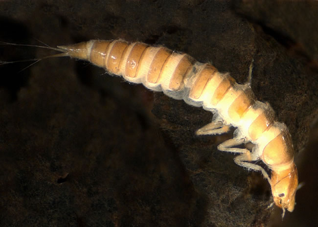 Elmidae Larvae