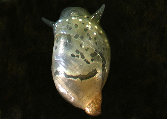 Snail (Lymnaea) » Manaaki Whenua