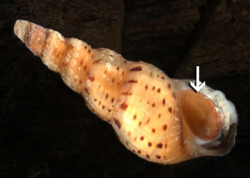 Trumpet snail (Melanoides) » Manaaki Whenua